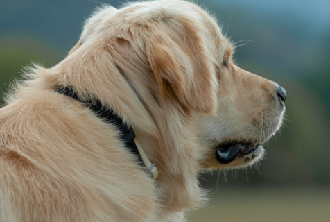Reproduction Chiens : Recommandations | Espace Vétérinaire