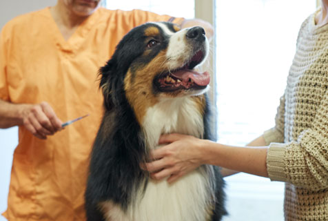 Reproduction des chiens | Virbac