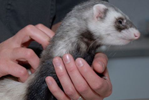Reproduction Furets : Recommandations | Espace Vétérinaire