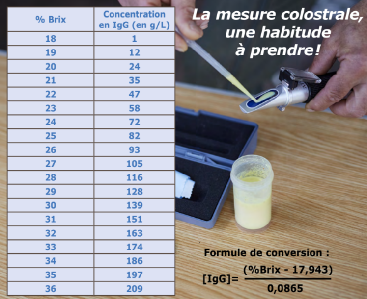 L'importance du colostrum sur la carrière de génisses laitières ...