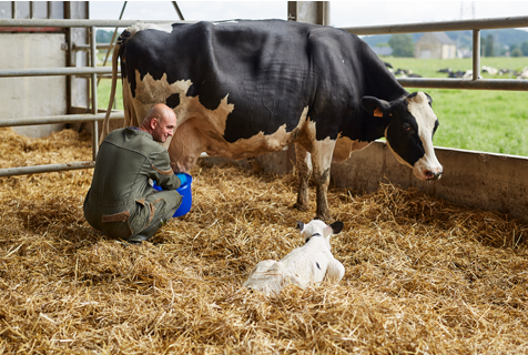 L'importance du colostrum sur la carrière de génisses laitières ...