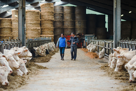 COQC Virbac : Une méthode inédite pour améliorer la santé des veaux