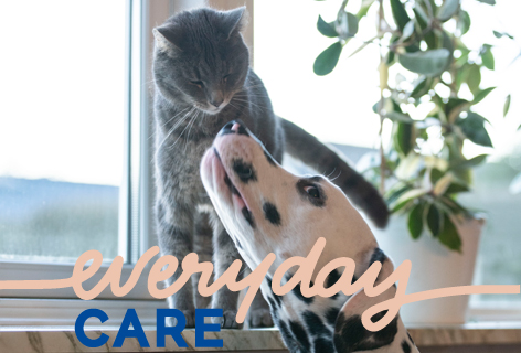 Everyday Care Virbac : Soins quotidiens pour chiens et chats