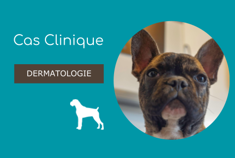 Pododermatite chez un bouledogue anglais atteint de dermatite atopique